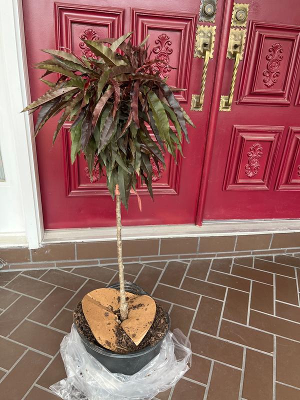 Ruby Ruffle™ Patio Peach Trees for Sale – FastGrowingTrees.com