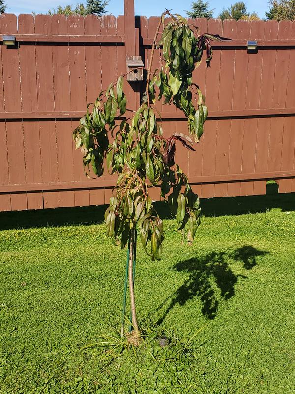 Crimson Cascade Weeping Peach Trees for Sale – FastGrowingTrees.com