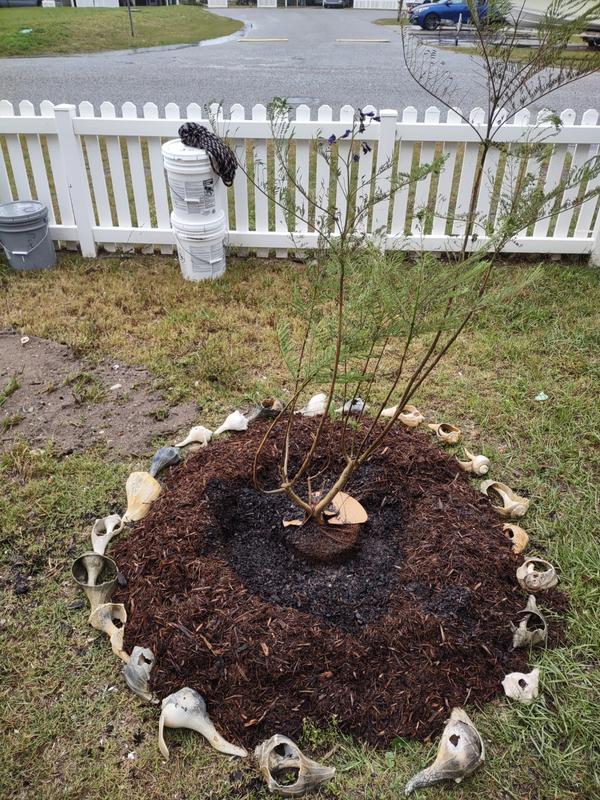 Jacaranda Trees for Sale – FastGrowingTrees.com