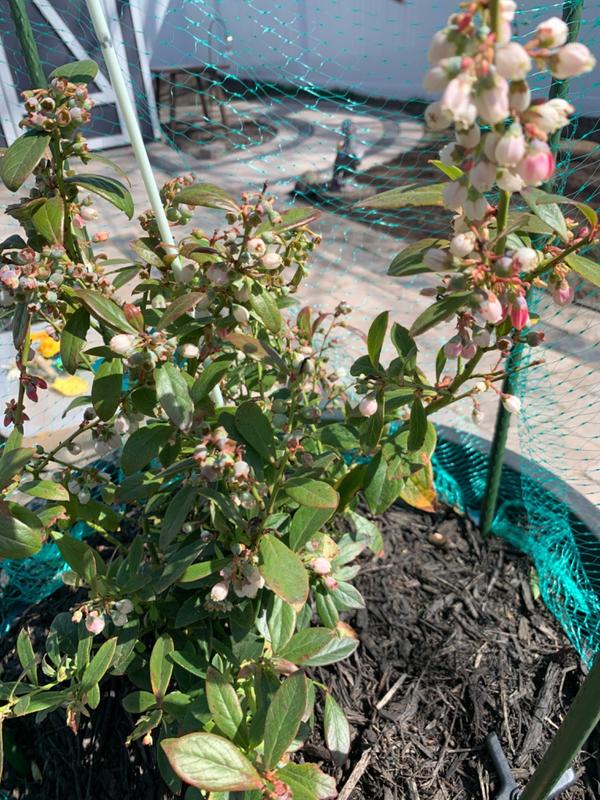 Sunshine Blue Blueberry Bushes for Sale | FastGrowingTrees.com