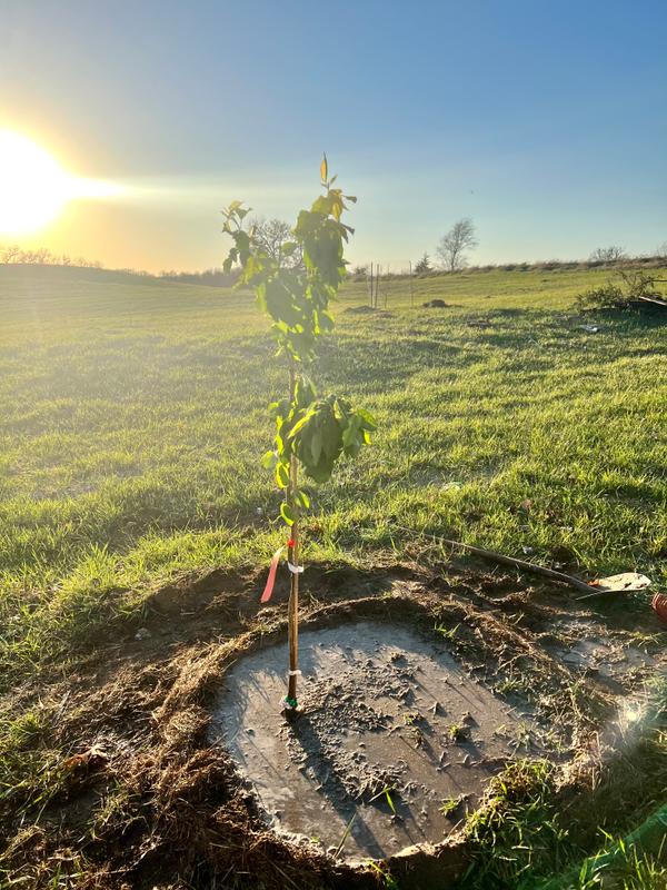 Chelan Cherry Trees for Sale | FastGrowingTrees.com