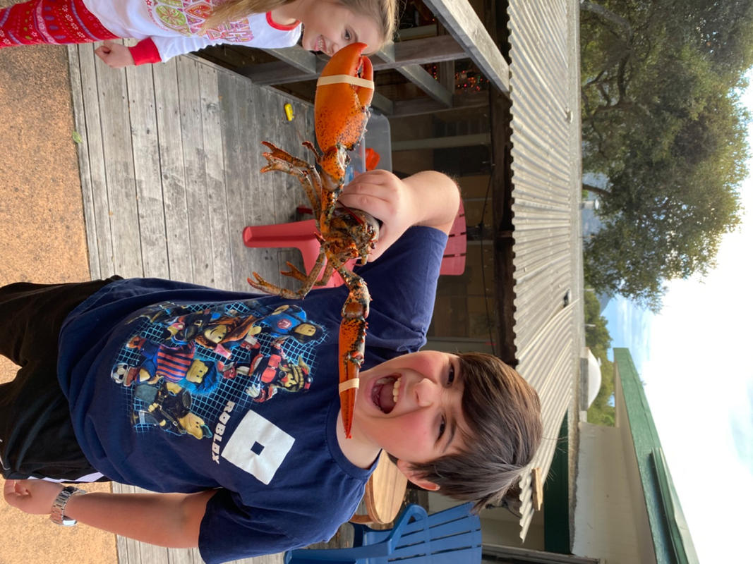 Live Maine Lobsters Shipped From Maine Delivered Nationwide Get
