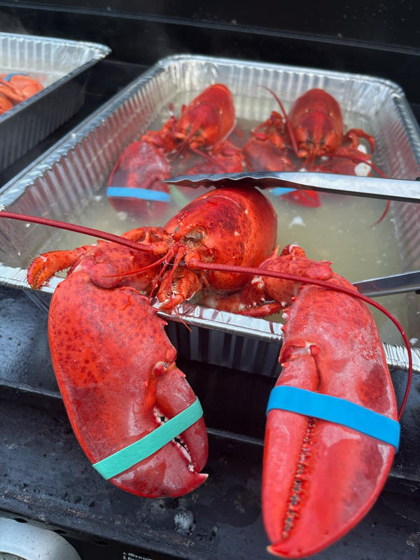 Big Box 12 Live Lobsters (1.2-1.4 LBs) | Shipped from Maine – Get Maine ...