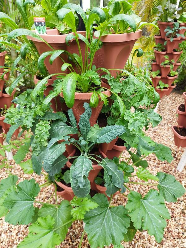 Organic Toothache Plant | Spilanthes oleracea Plant - Mudbrick Herb Cottage