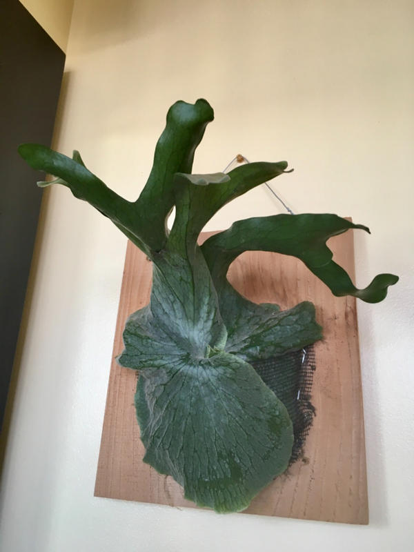 Mounted Moosehorn Fern - Shop Staghorn Ferns - Pistils Nursery