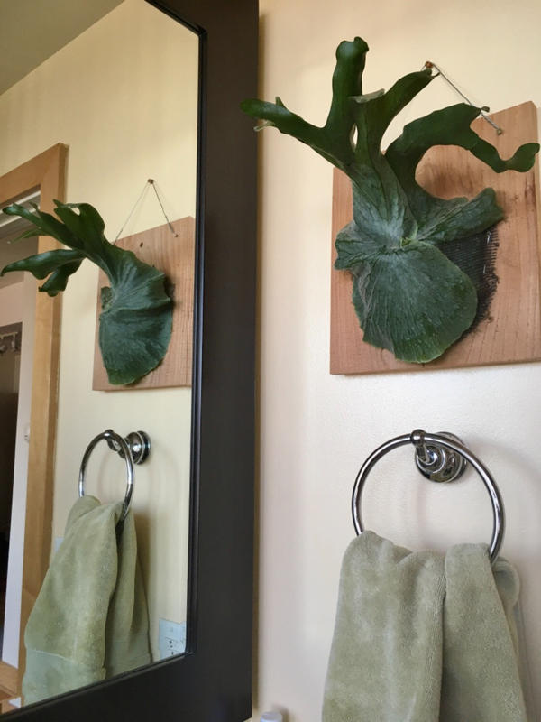 Mounted Moosehorn Fern - Shop Staghorn Ferns - Pistils Nursery