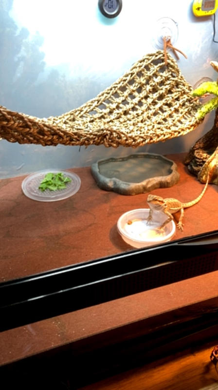 Penn Plax Natural Lizard Lounger Climbing & Resting Mats Extra Large ...