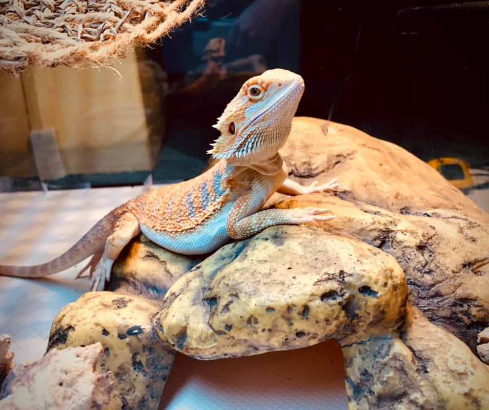 Exo Terra Reptile Cave, X-Large | Dubia.com