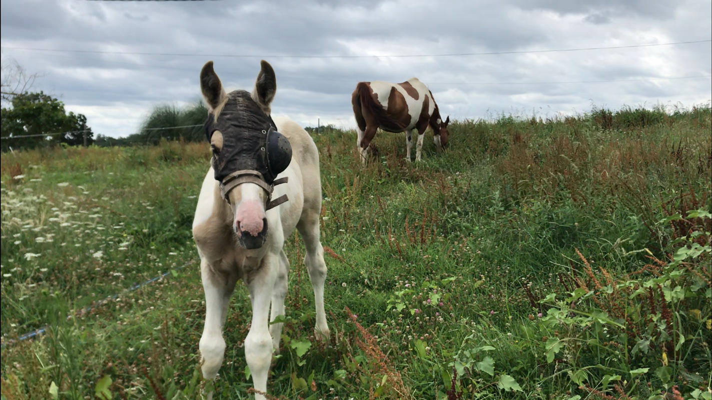 Masque cache-oeil unilatéral Equivet contre l'uvéite, l'ulcère - Equidiva