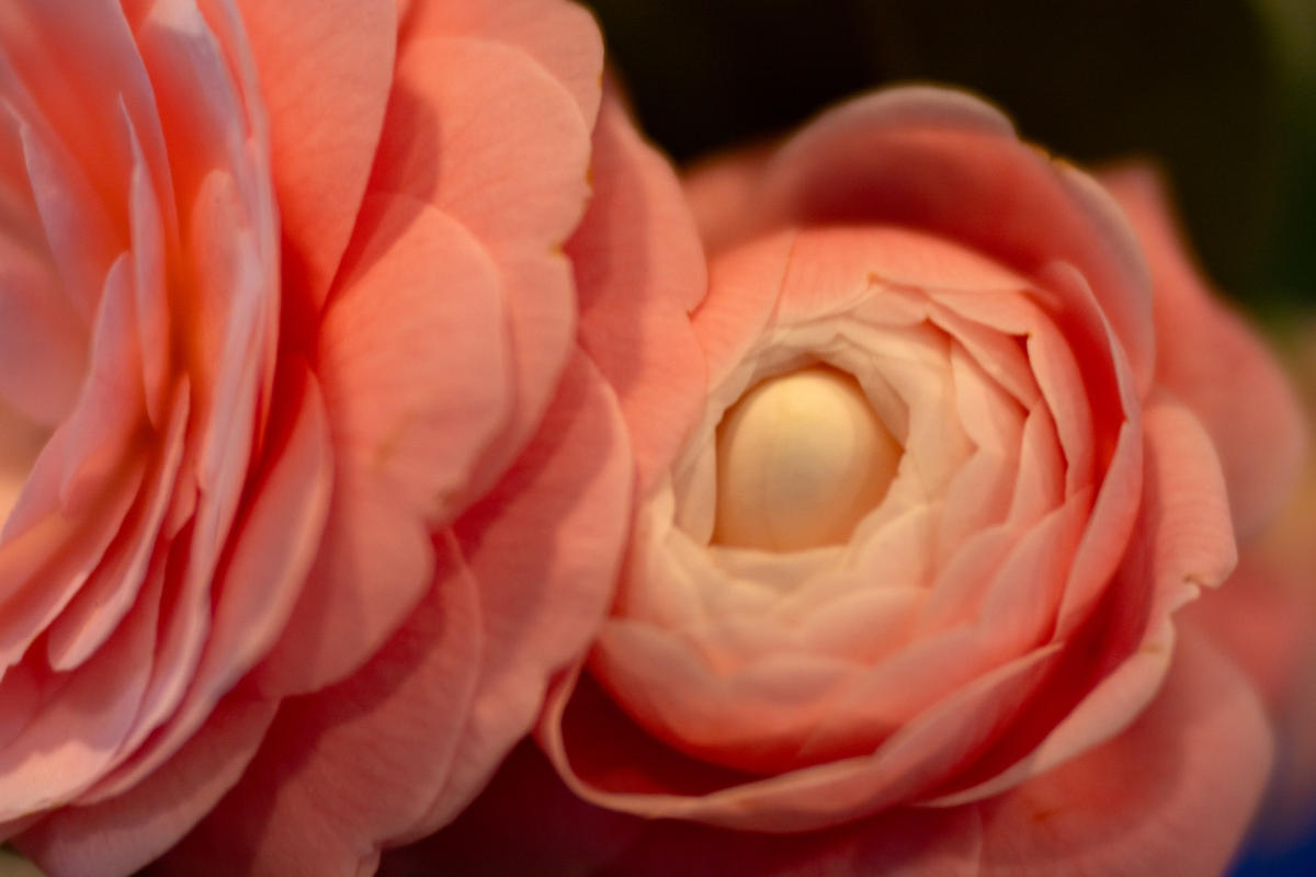 Velvet 85 | The Best Portrait Camera Lens | Lensbaby Velvet 85 | The Best Portrait Camera Lens | Lensbaby