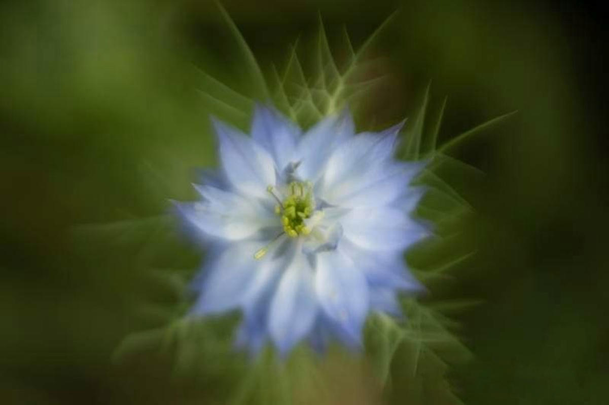 Composer Pro II With Sweet 80 Optic | Camera Lens | Lensbaby Composer Pro II With Sweet 80 Optic | Camera Lens | Lensbaby