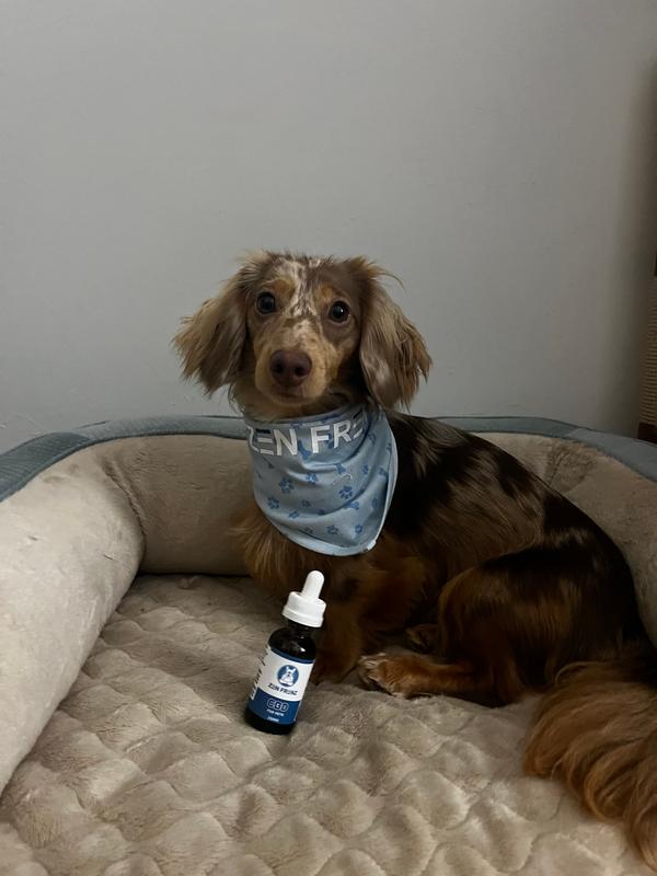 Zen Drops - CBD 250MG for Dogs & Cats – Zen Frenz