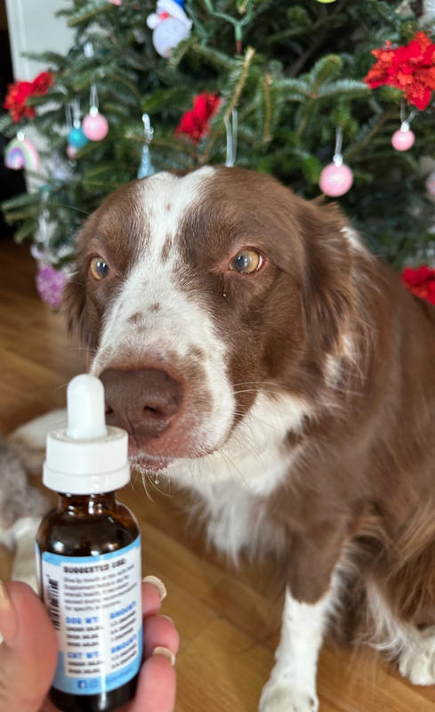 Zen Drops - CBD 500MG for Dogs & Cats – Zen Frenz