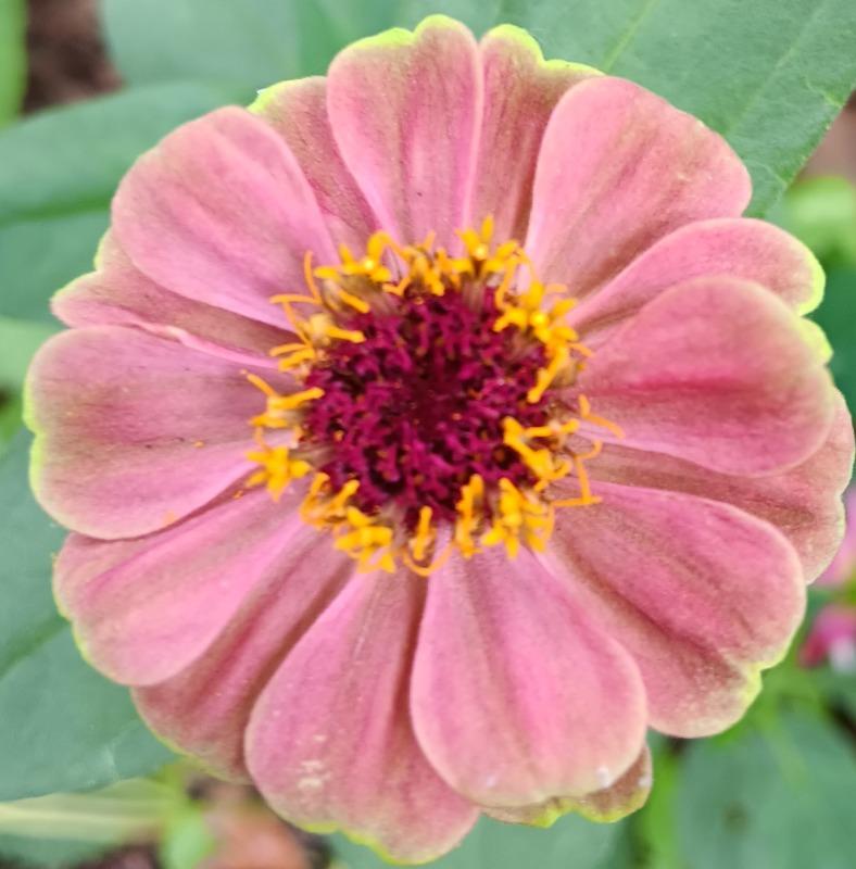 Queeny Red Lime Zinnia – Pinetree Garden Seeds