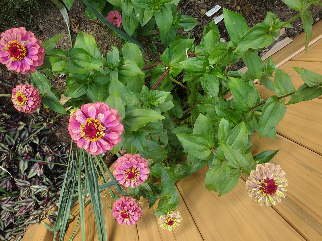 Queeny Red Lime Zinnia – Pinetree Garden Seeds