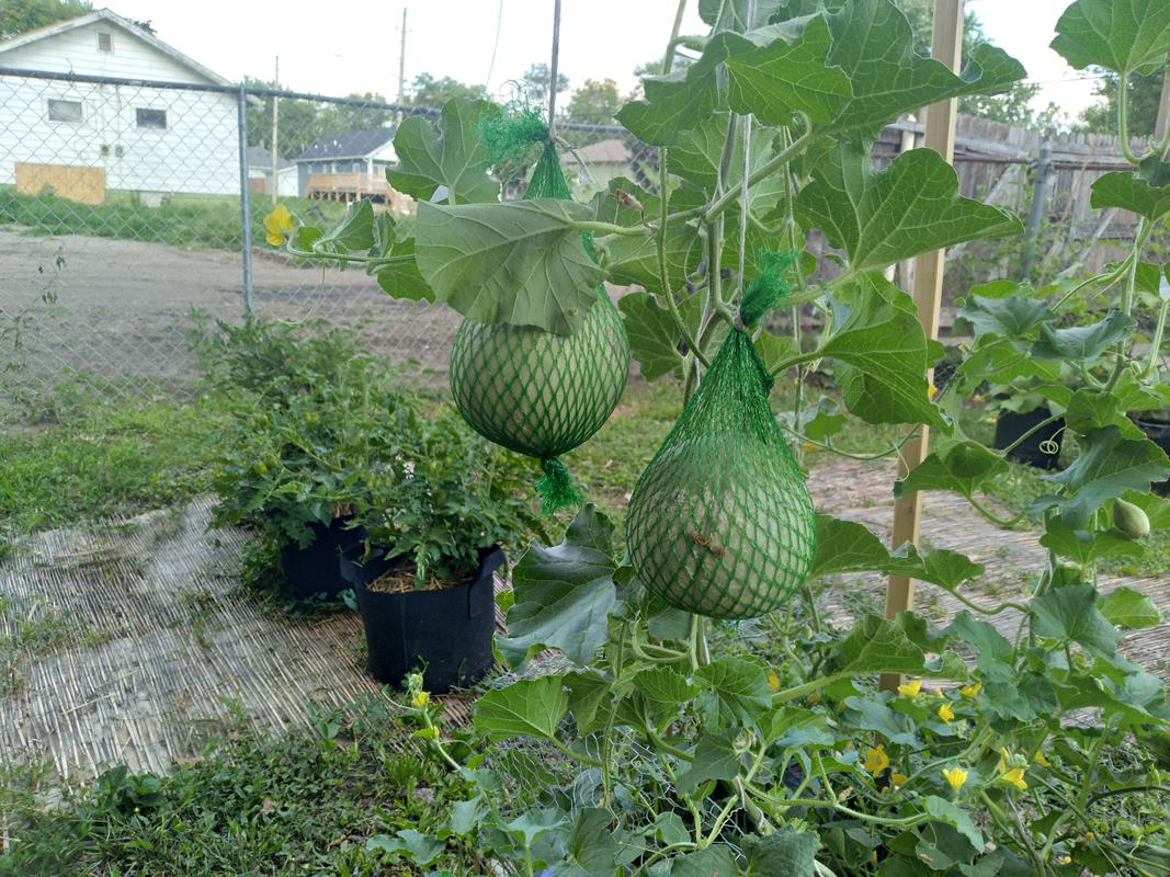 Minnesota Midget Melon (60 Days) – Pinetree Garden Seeds
