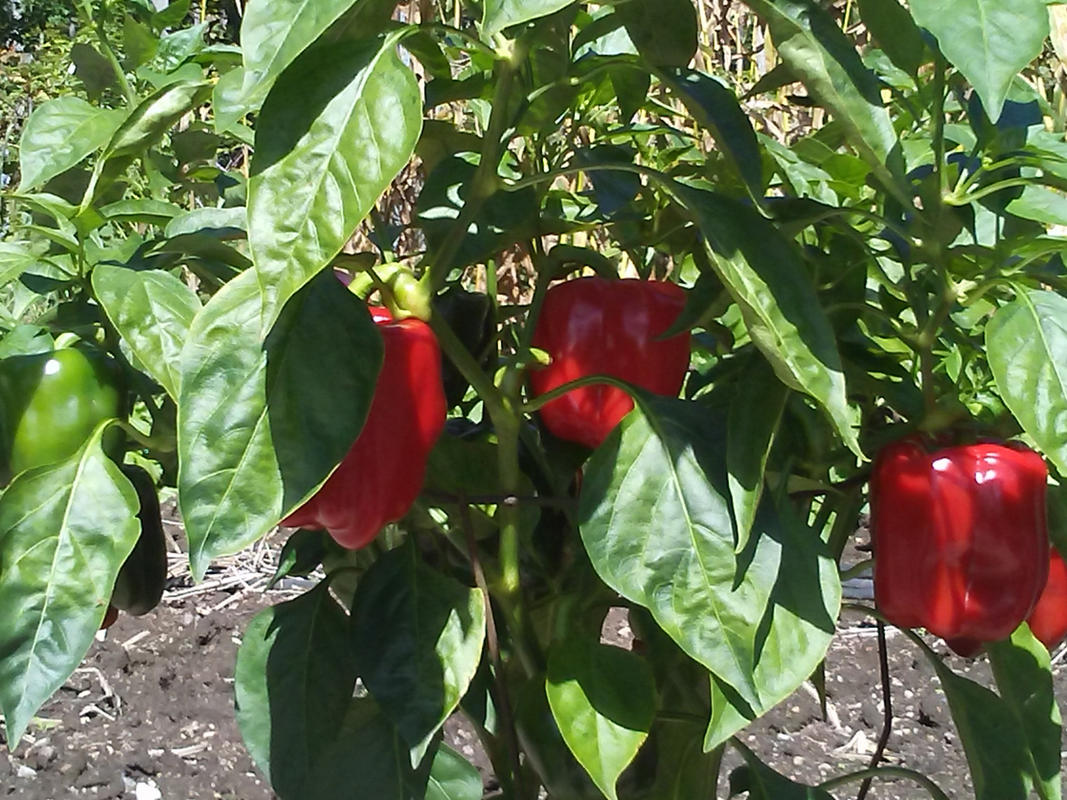 Takii's New Ace Pepper (F1 Hybrid 62 Days) – Pinetree Garden Seeds