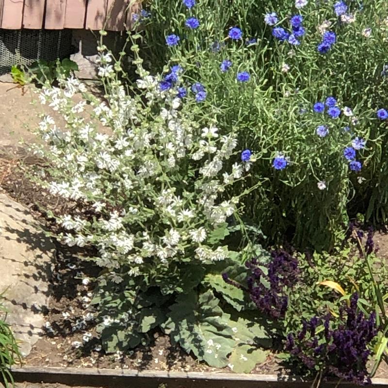 Silver Sage – Pinetree Garden Seeds