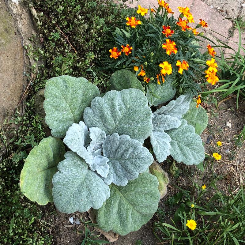 Silver Sage – Pinetree Garden Seeds