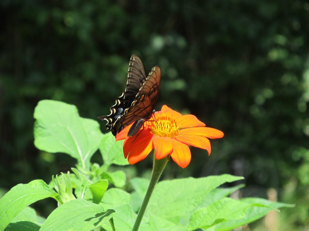 Torch Tithonia – Pinetree Garden Seeds