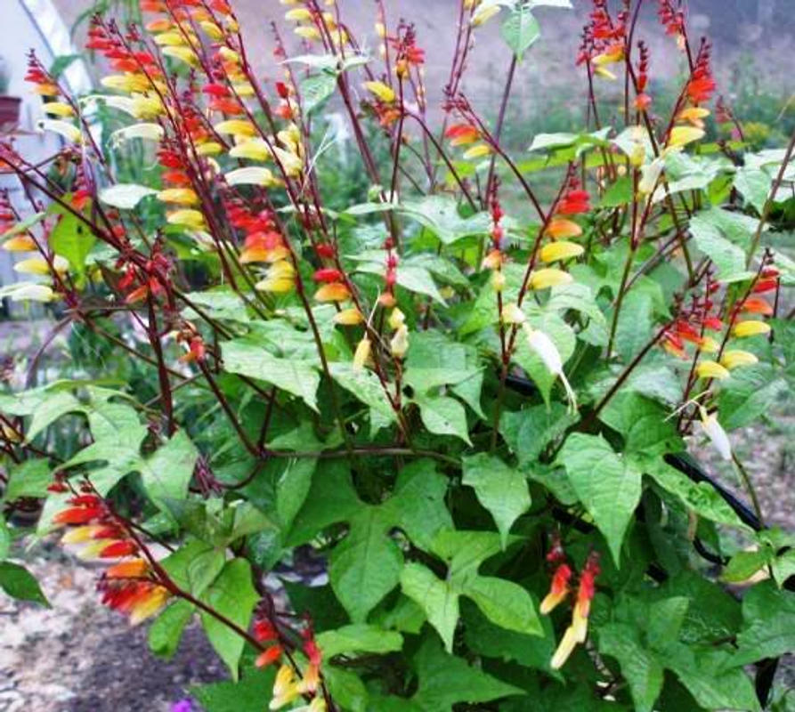 Spanish Flag Plant