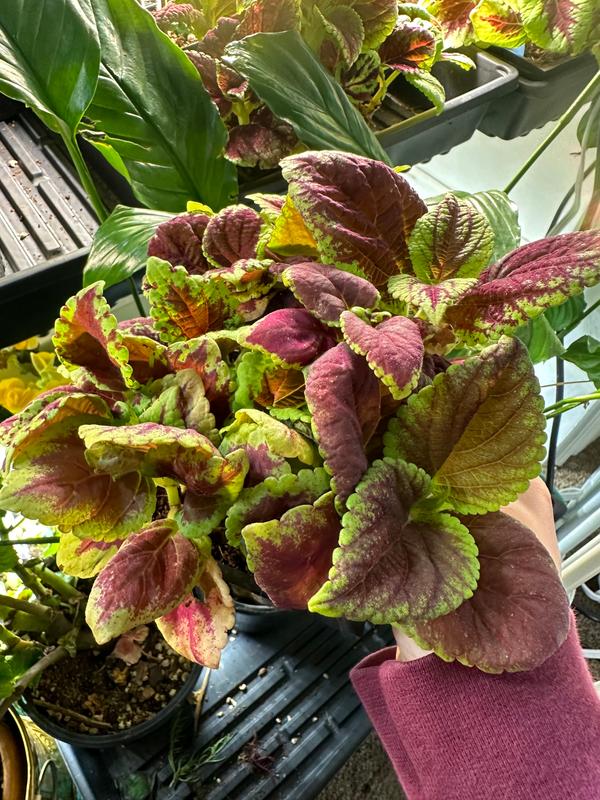 Rainbow Mix Coleus – Pinetree Garden Seeds