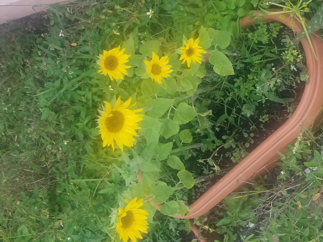 Pinetree Garden Seeds