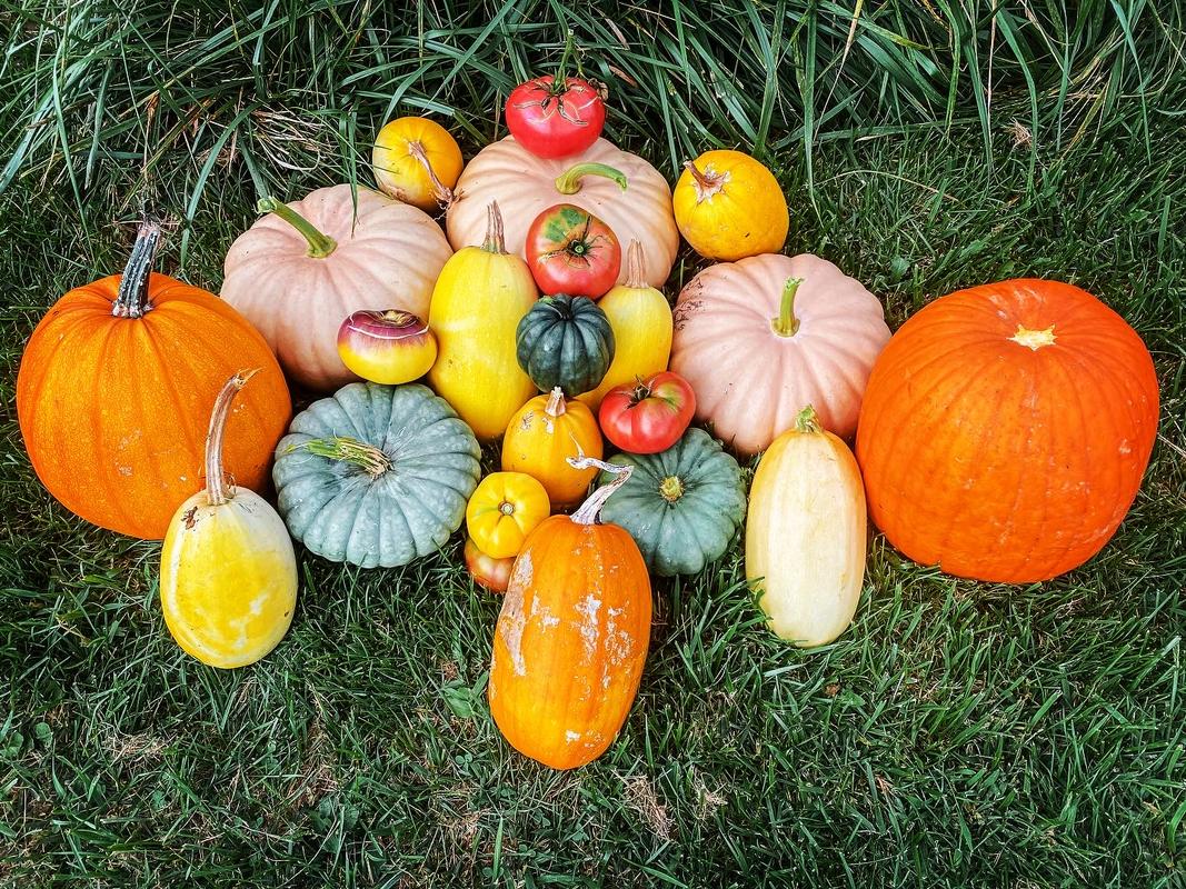 Queensland Blue Winter Squash (Heirloom, 105 Days) – Pinetree Garden Seeds
