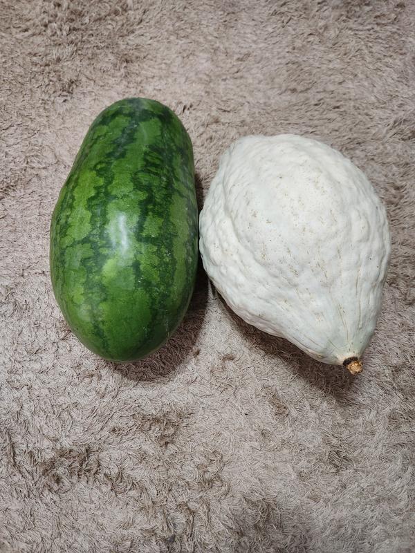 Tom Watson Watermelon (Heirloom, 90 Days ) – Pinetree Garden Seeds