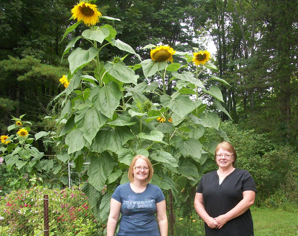 Sunflower Russian Giant