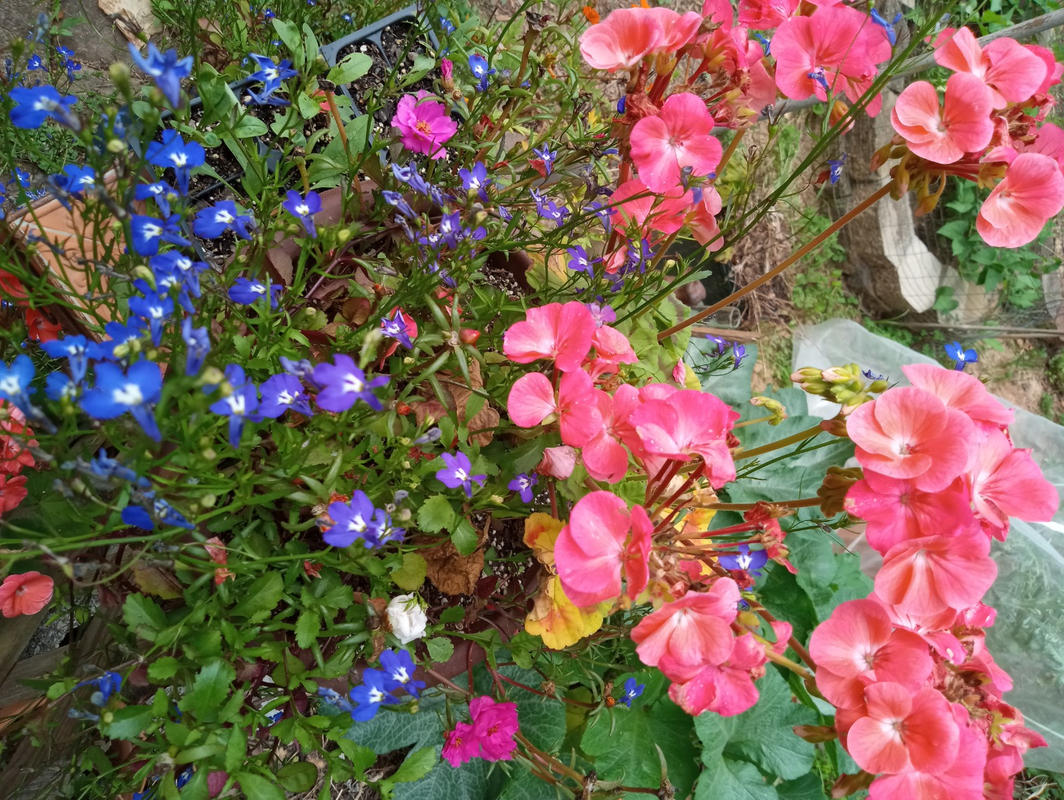 Pinetree Garden Seeds