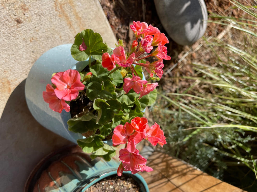 Pinetree Garden Seeds