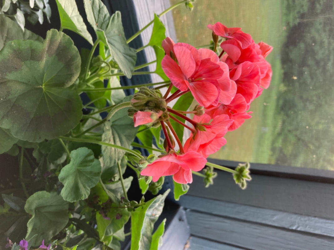 Pinetree Garden Seeds