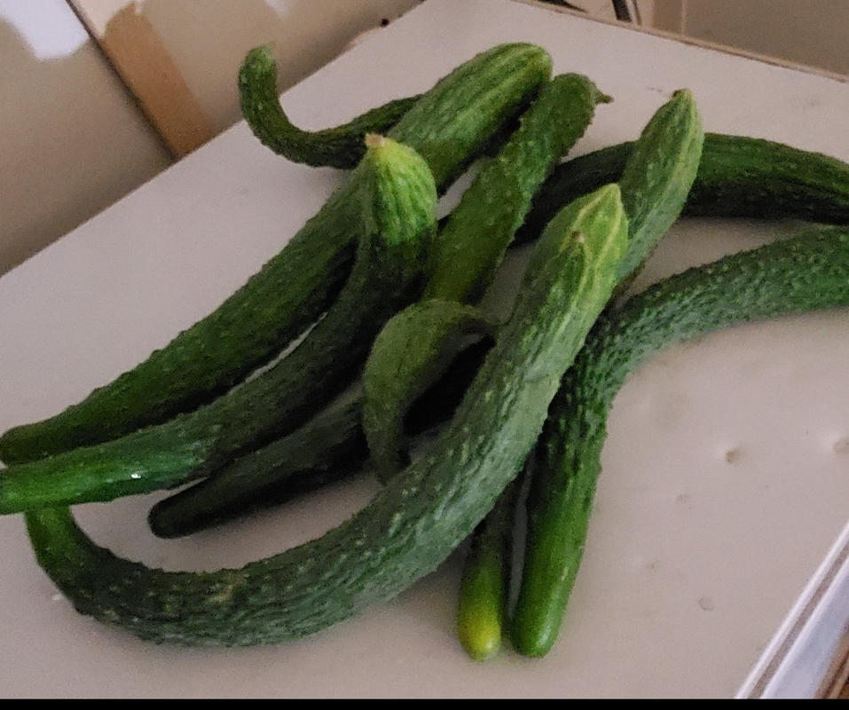 Suyo Long Cucumber (65 Days) – Pinetree Garden Seeds