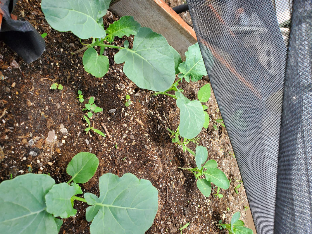 Green Magic Broccoli (F1 Hybrid 60 Days) – Pinetree Garden Seeds