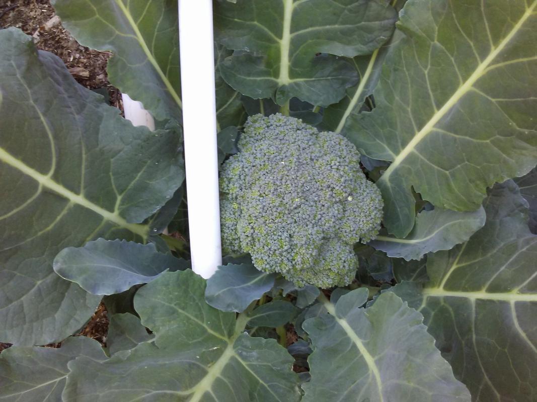 Green Magic Broccoli (F1 Hybrid 60 Days) – Pinetree Garden Seeds