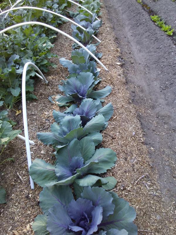 Pinetree Garden Seeds