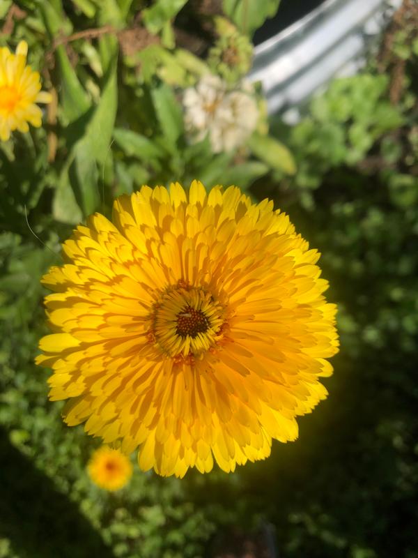 Lemon Cream Calendula – Pinetree Garden Seeds
