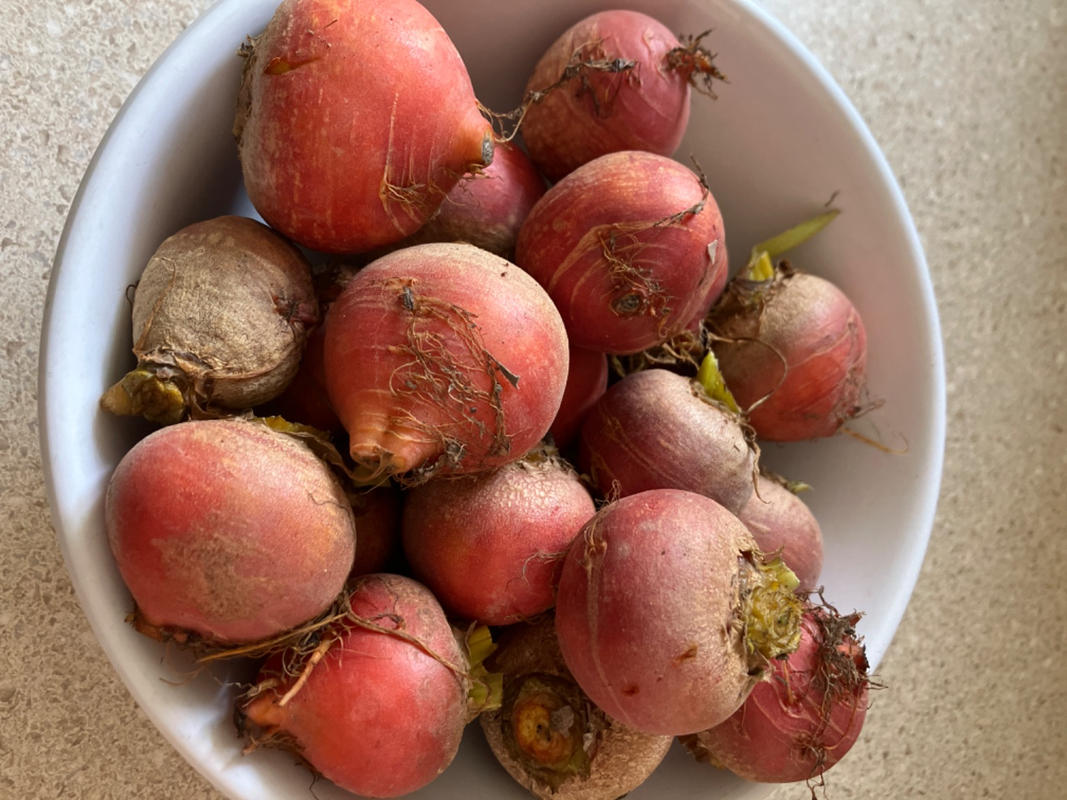 Touchstone Gold Beet (Organic 55 Days) – Pinetree Garden Seeds