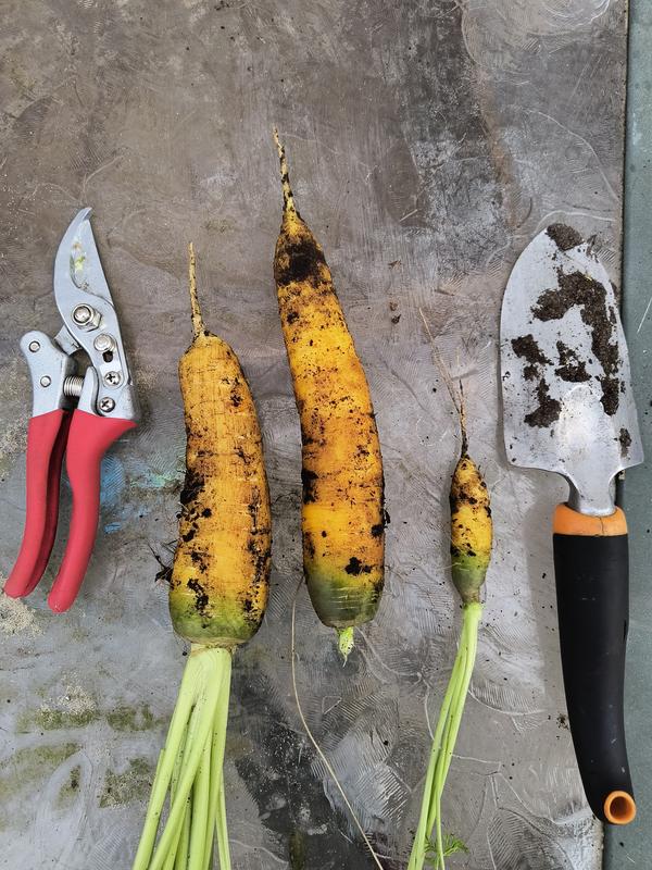 Yellowstone Carrot (Organic 75 Days ) – Pinetree Garden Seeds