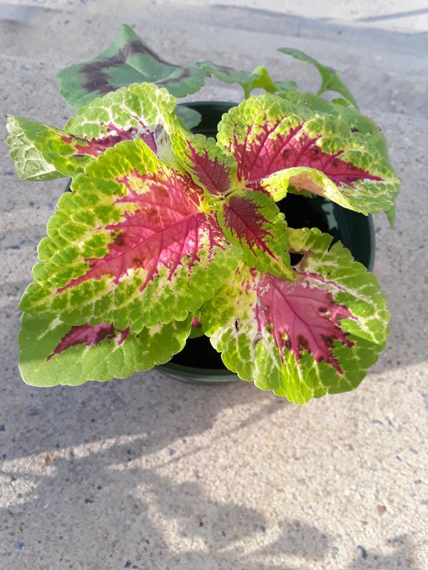 Watermelon Premium Sun Coleus – Pinetree Garden Seeds