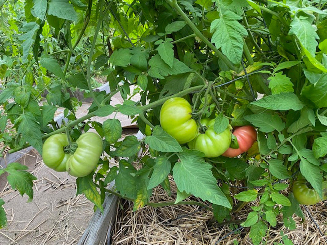 BlushingStar Tomato (F1 Hybrid 70-75 Days) – Pinetree Garden Seeds
