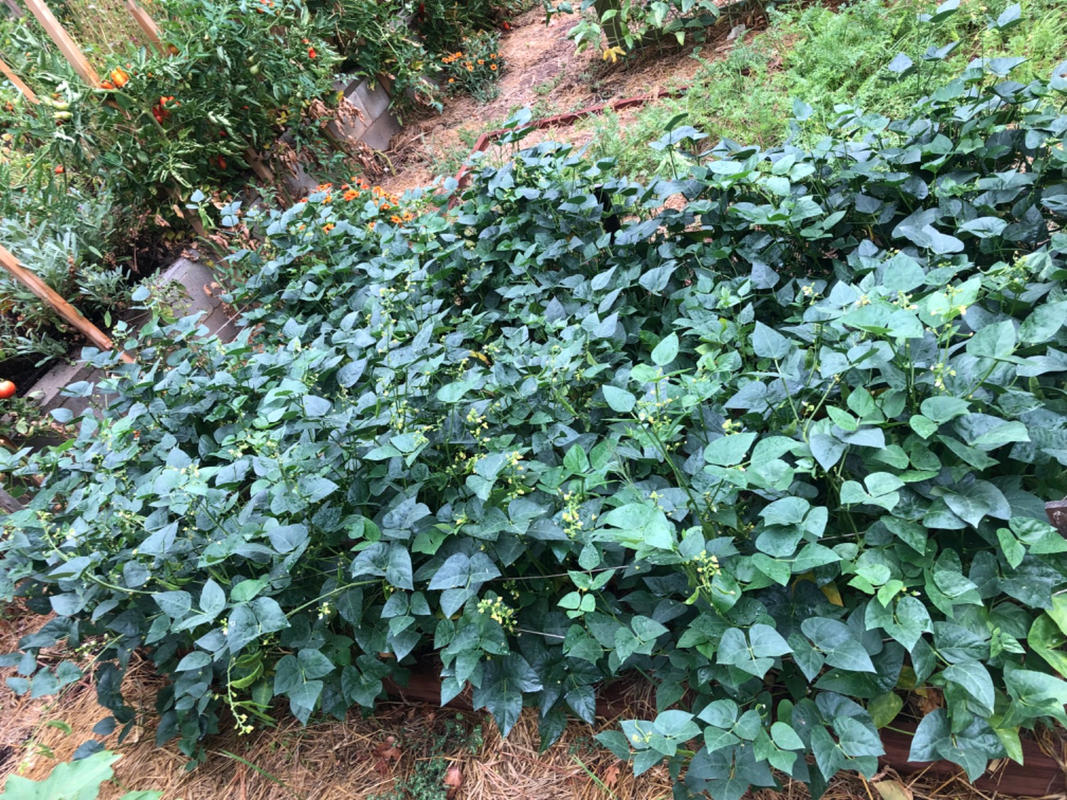 Jackson Wonder Lima Bean (65-70 Days) – Pinetree Garden Seeds