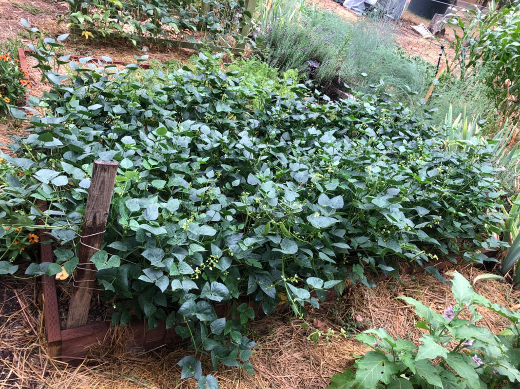 Jackson Wonder Lima Bean (65-70 Days) – Pinetree Garden Seeds