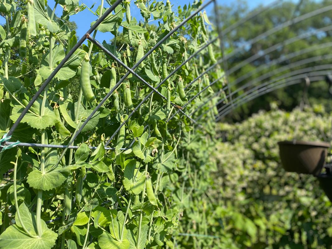 Champion of England Pea (Heirloom 70 Days) – Pinetree Garden Seeds