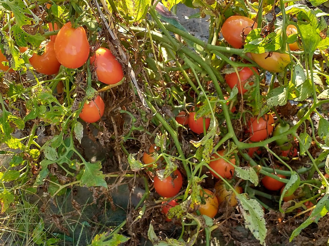 Plum Regal Tomato ( F1 Hybrid, 75 Days) – Pinetree Garden Seeds