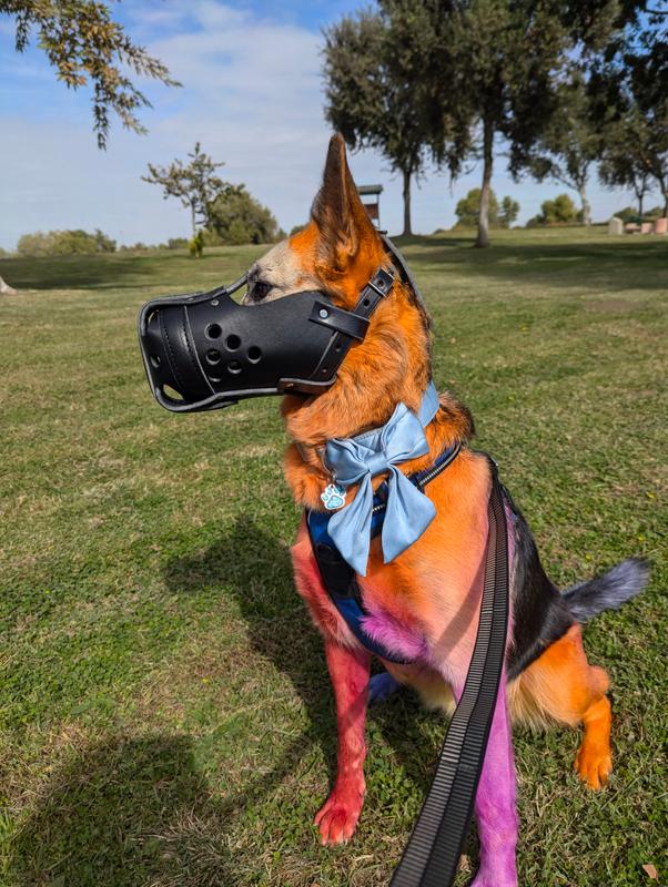 European Working Dog Muzzle Ray Allen Manufacturing