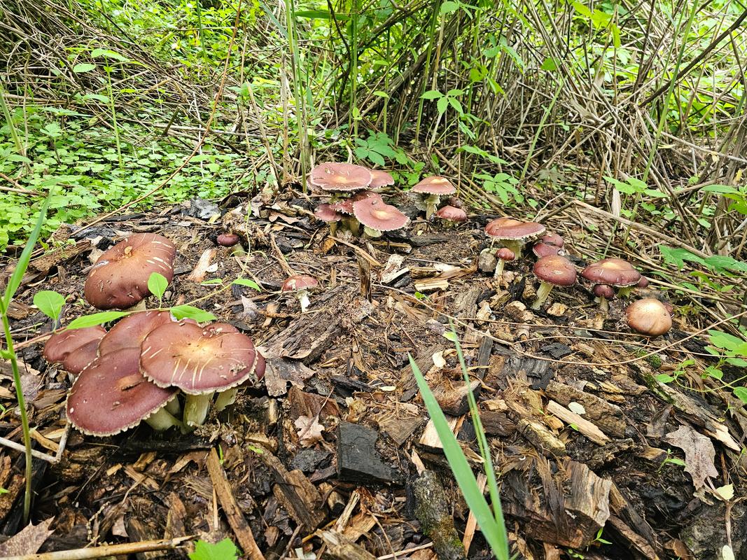 Organic Wine Cap Mushroom Sawdust Spawn | North Spore