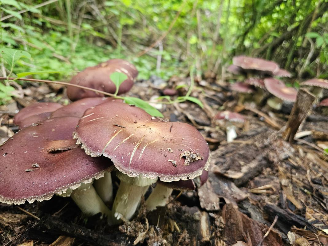 Organic Wine Cap Mushroom Sawdust Spawn | North Spore