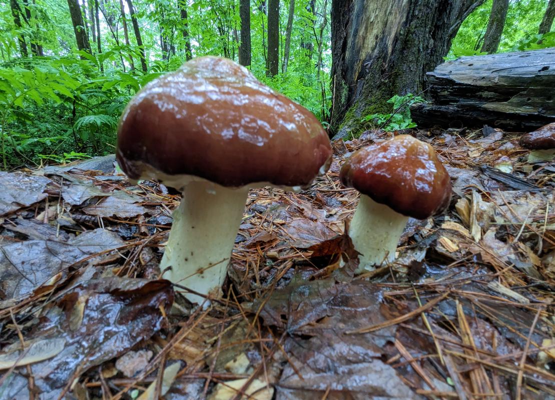 Organic Wine Cap Mushroom Sawdust Spawn | North Spore